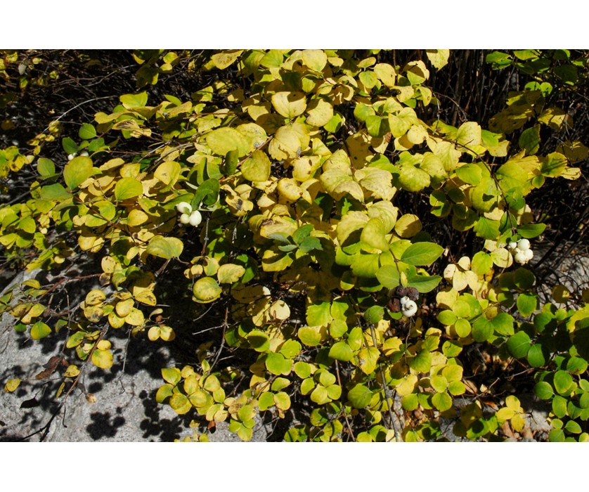Colorado Springs Utilities Xeriscaping - Common Snowberry