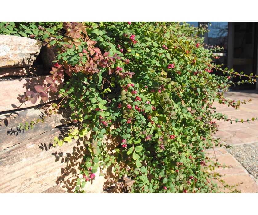Colorado Springs Utilities Xeriscaping - Hancock Coralberry