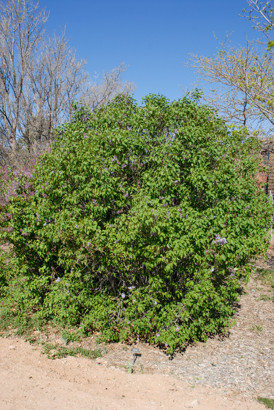 Colorado Springs Utilities Xeriscaping - Common Lilac