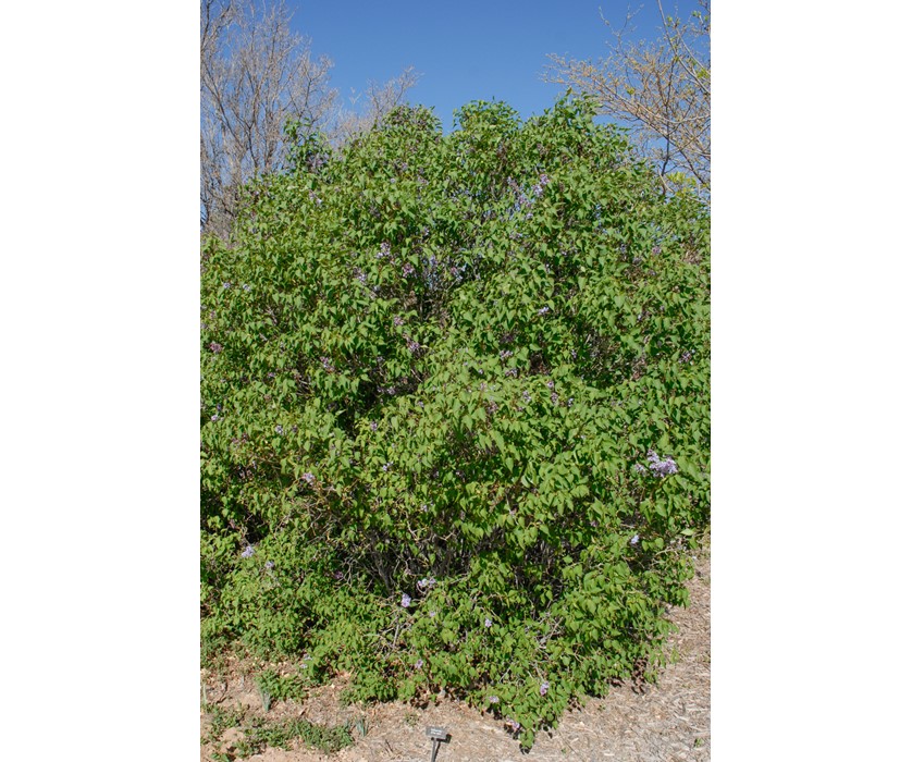 Colorado Springs Utilities Xeriscaping - Common Lilac