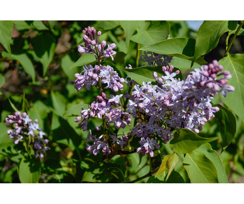Colorado Springs Utilities Xeriscaping - Common Lilac