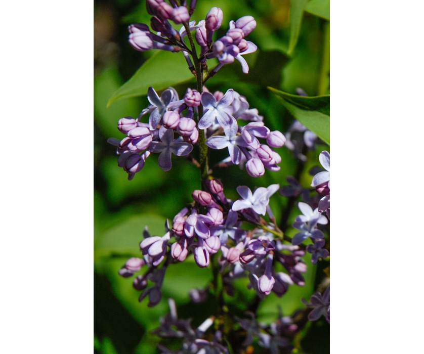 Colorado Springs Utilities Xeriscaping - Common Lilac