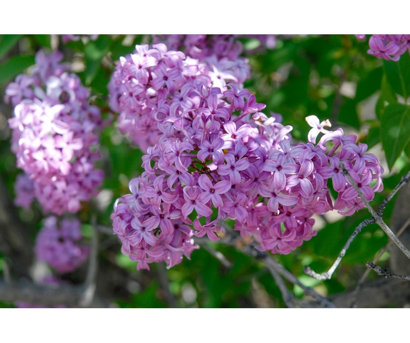 Colorado Springs Utilities Xeriscaping - Persian Lilac