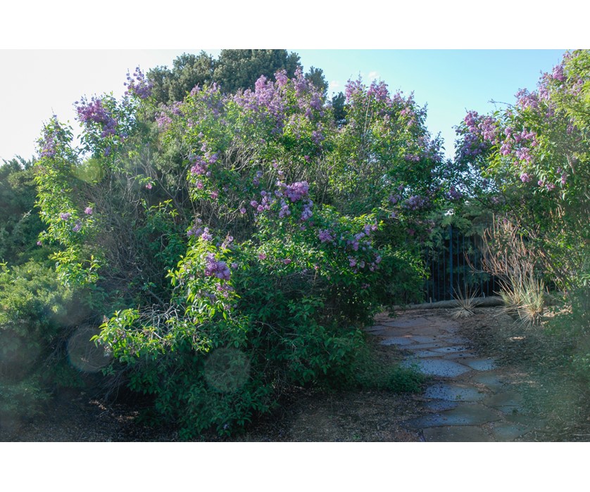 Colorado Springs Utilities Xeriscaping - Persian Lilac