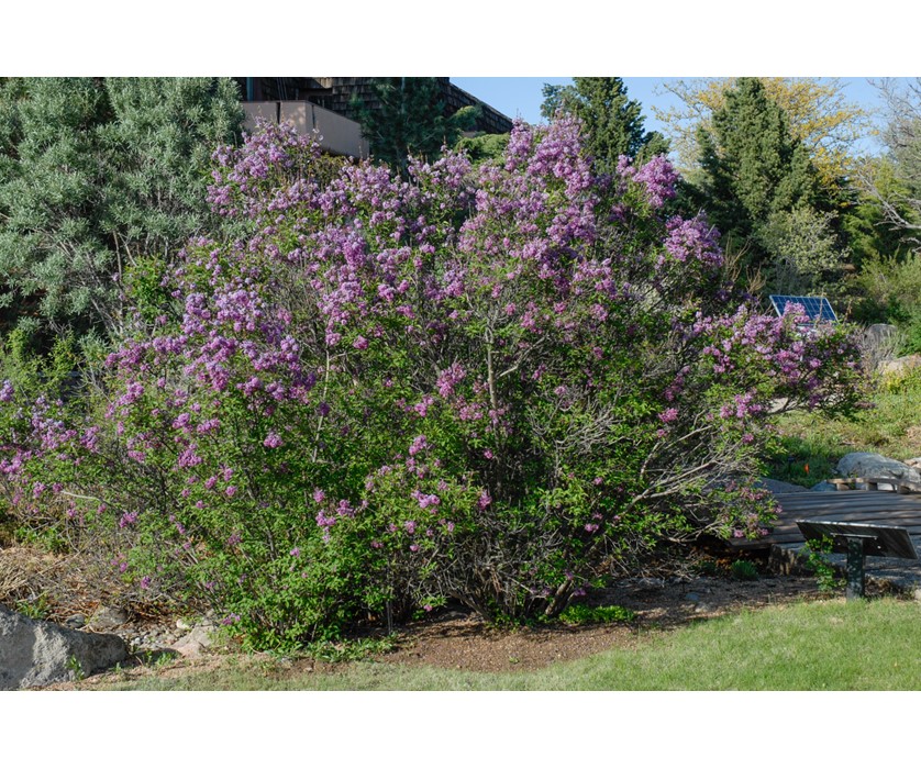 Colorado Springs Utilities Xeriscaping - Persian Lilac
