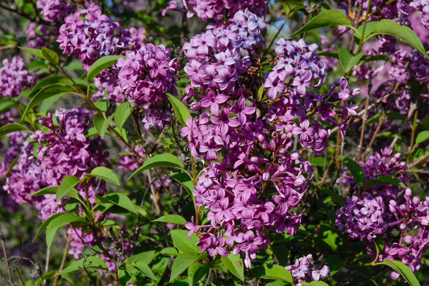 Colorado Springs Utilities Xeriscaping - Persian Lilac