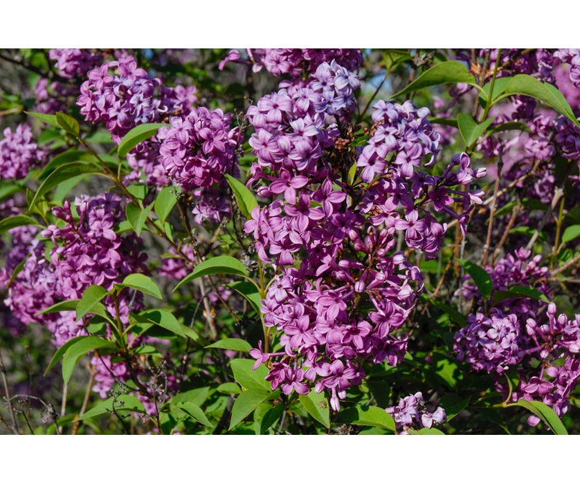 Colorado Springs Utilities Xeriscaping - Persian Lilac