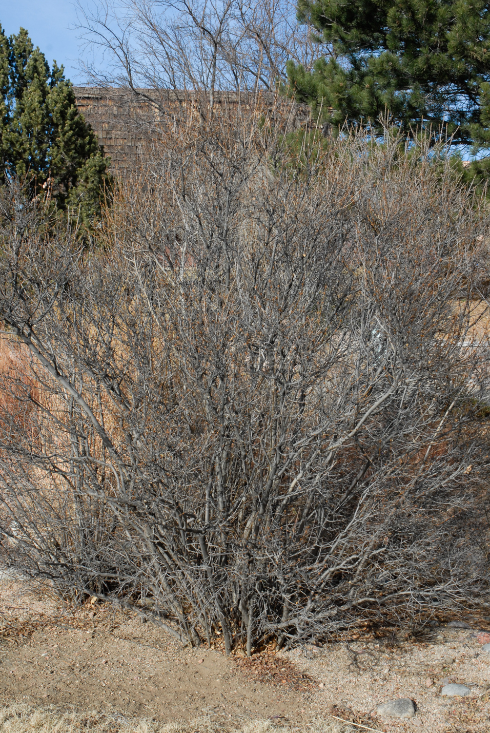 Colorado Springs Utilities Xeriscaping - Persian Lilac