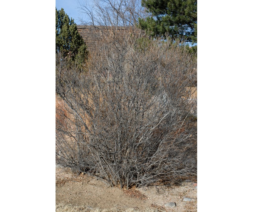 Colorado Springs Utilities Xeriscaping - Persian Lilac