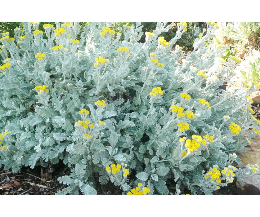 Colorado Springs Utilities Xeriscaping - Partridge Feather