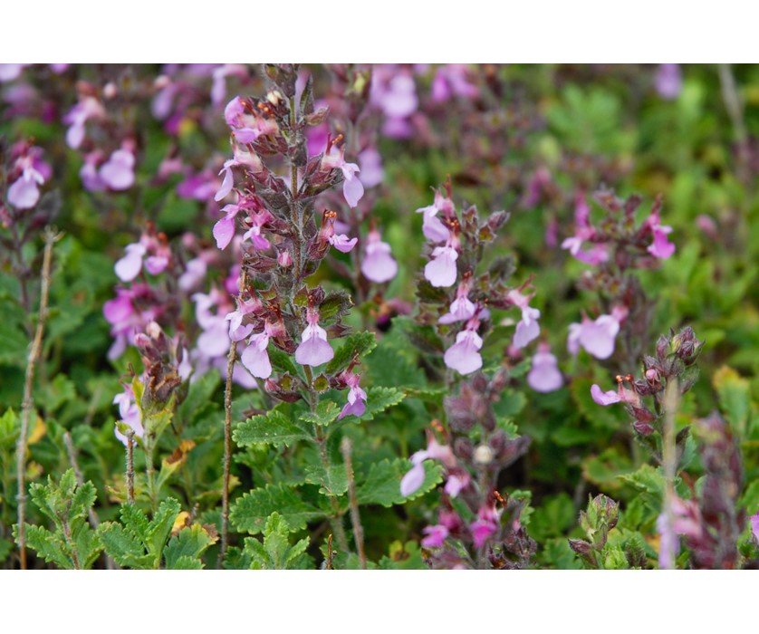 Colorado Springs Utilities Xeriscaping - Canada Germander