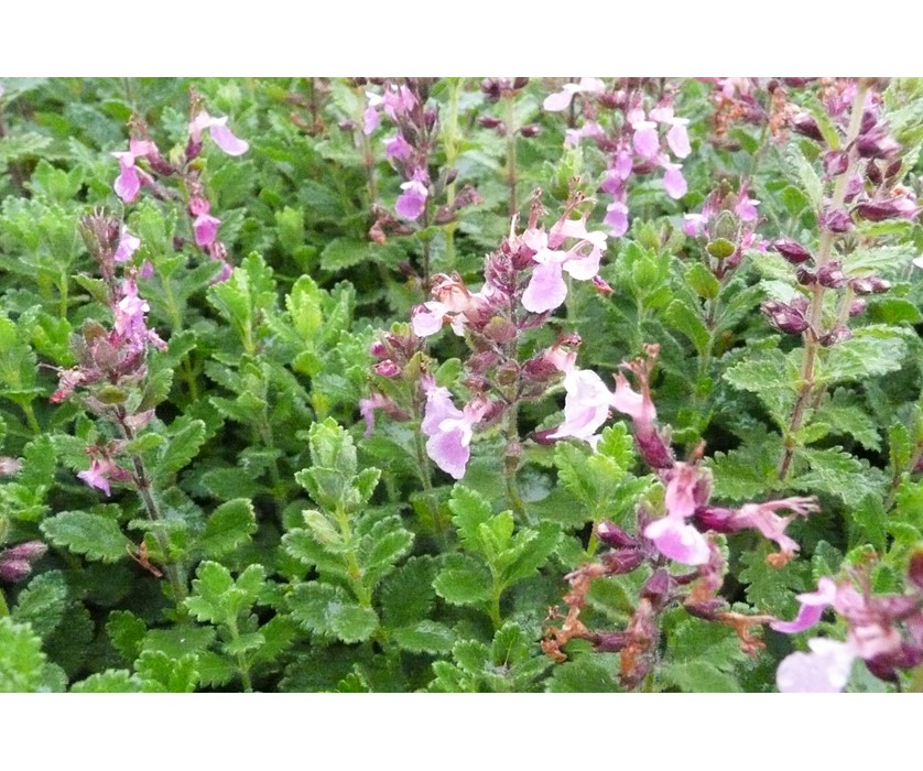 Colorado Springs Utilities Xeriscaping - Canada Germander
