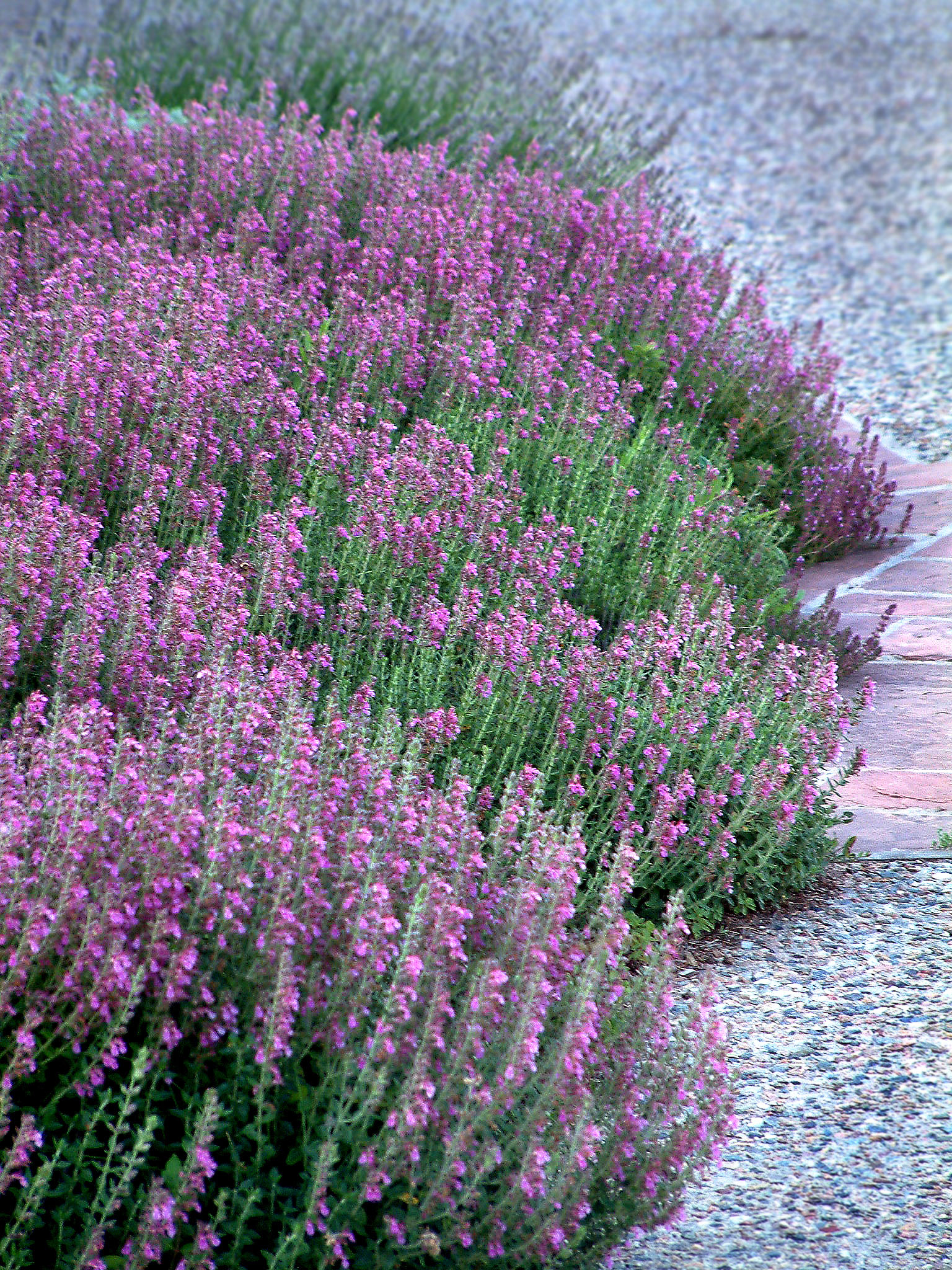 Colorado Springs Utilities Xeriscaping - Wall Germander