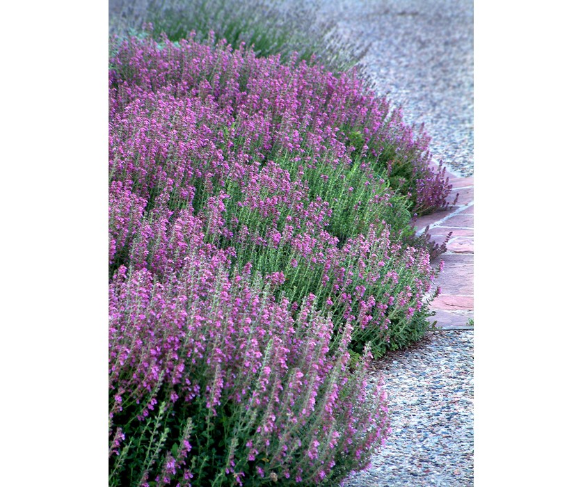 Colorado Springs Utilities Xeriscaping - Wall Germander
