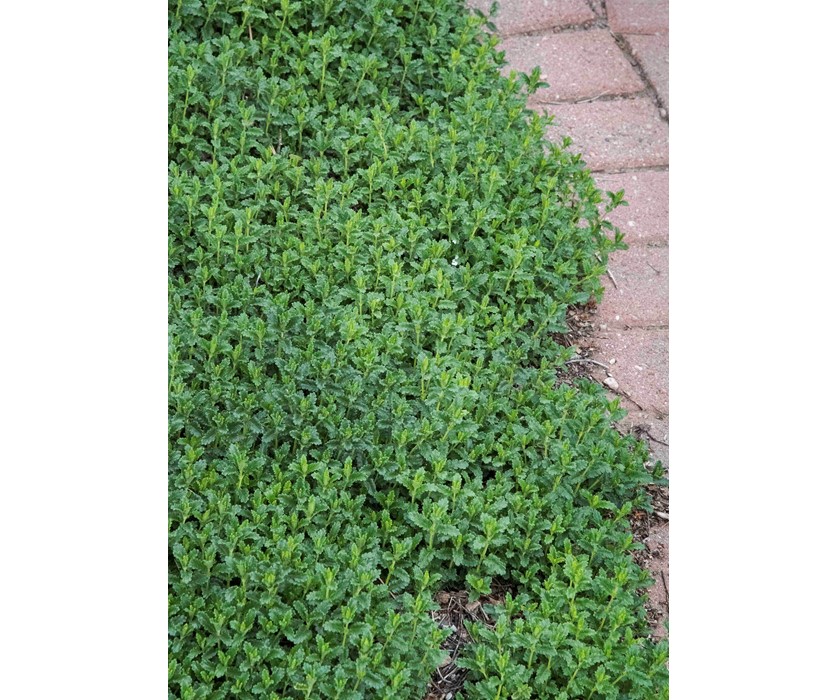 Colorado Springs Utilities Xeriscaping - Wall Germander