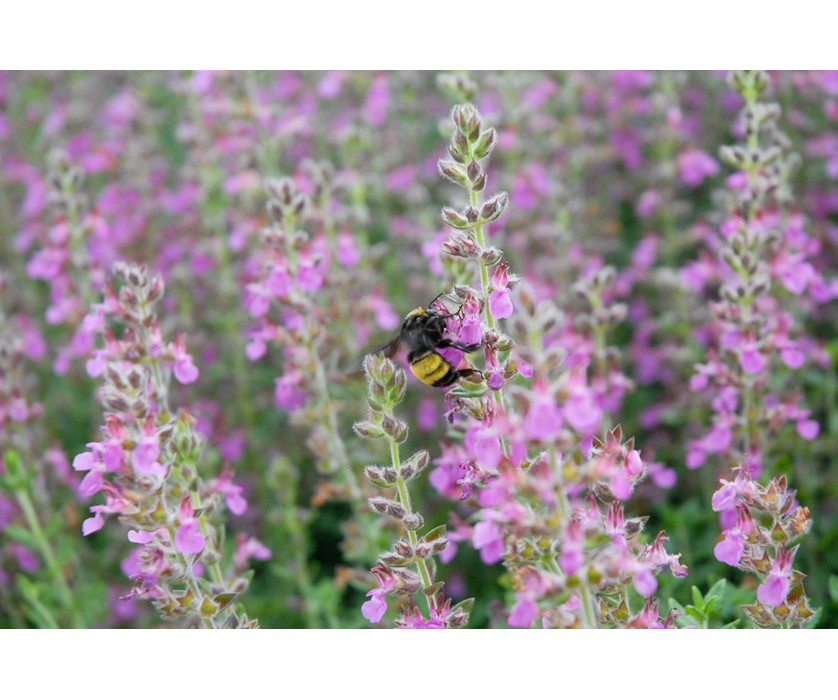 Colorado Springs Utilities Xeriscaping - Wall Germander