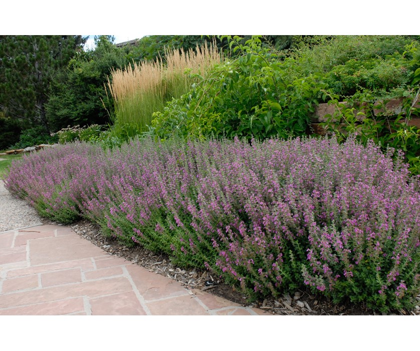 Colorado Springs Utilities Xeriscaping - Wall Germander