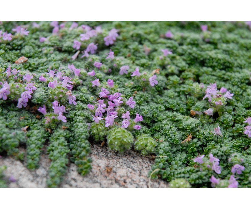 Colorado Springs Utilities Xeriscaping - Dwarf Creeping Thyme