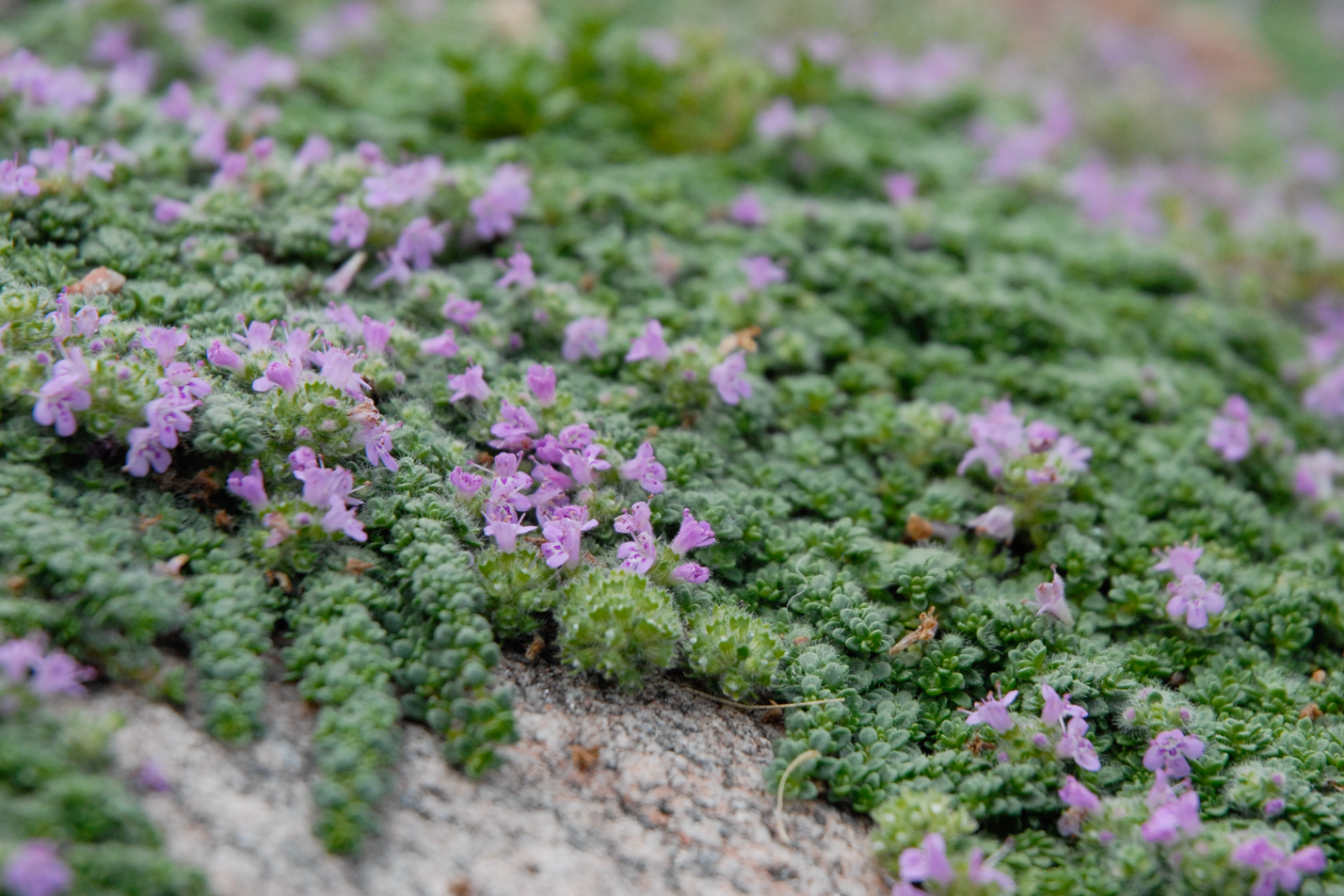 Colorado Springs Utilities Xeriscaping - Dwarf Creeping Thyme