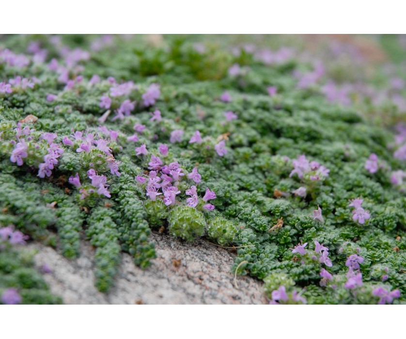 Colorado Springs Utilities Xeriscaping - Dwarf Creeping Thyme