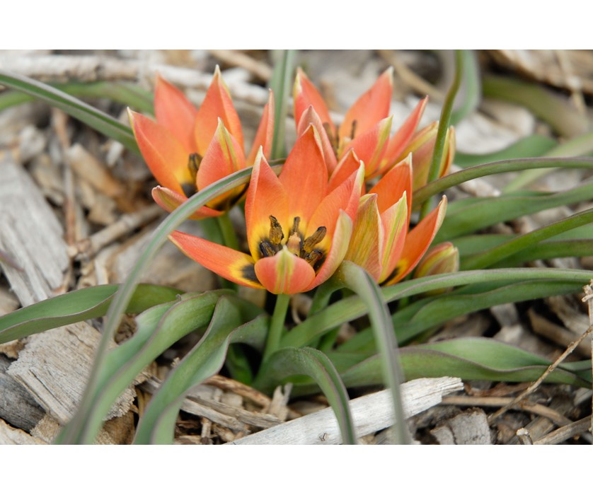 Colorado Springs Utilities Xeriscaping - Little Princess Wildflower Tulip