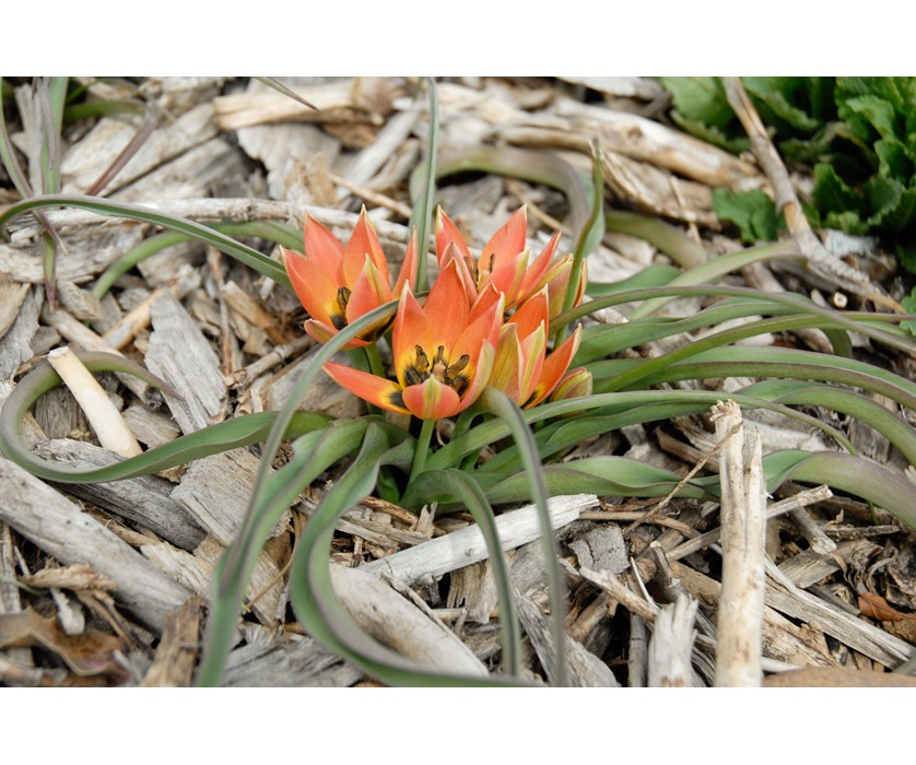 Colorado Springs Utilities Xeriscaping - Little Princess Wildflower Tulip