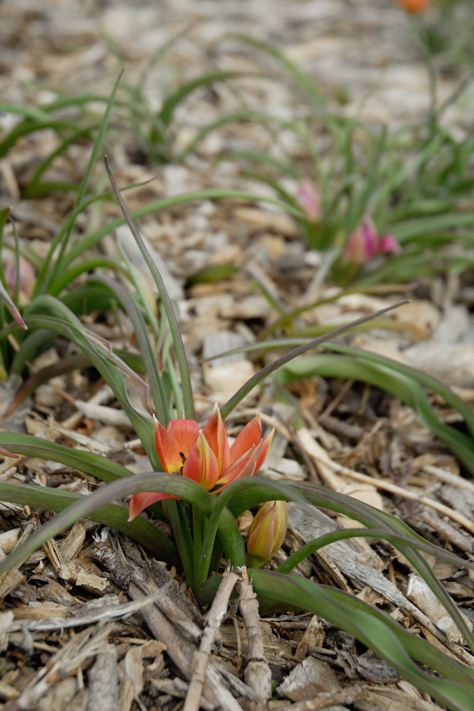 Colorado Springs Utilities Xeriscaping - Little Princess Wildflower Tulip