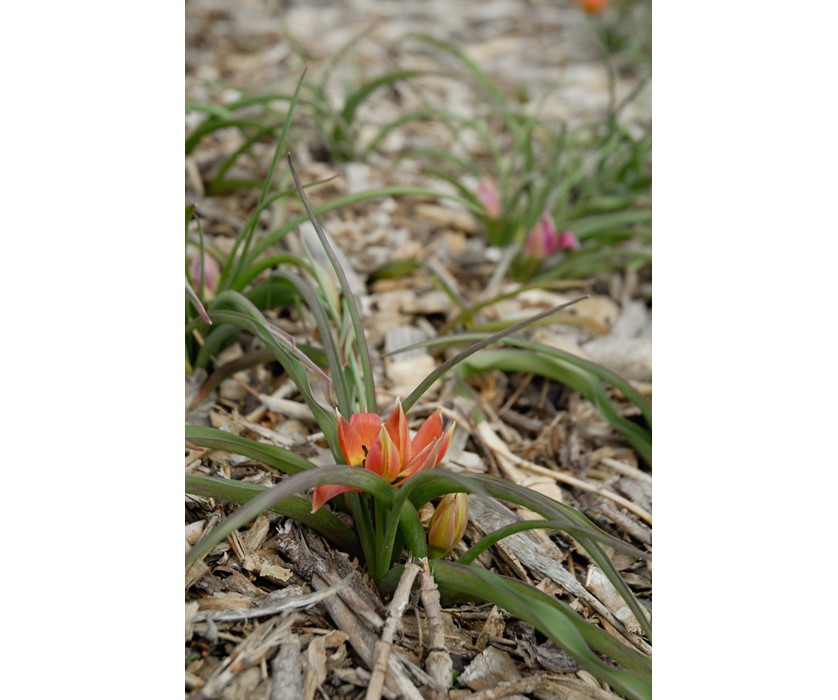 Colorado Springs Utilities Xeriscaping - Little Princess Wildflower Tulip