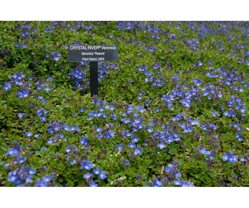 Colorado Springs Utilities Xeriscaping - Crystal River Veronica