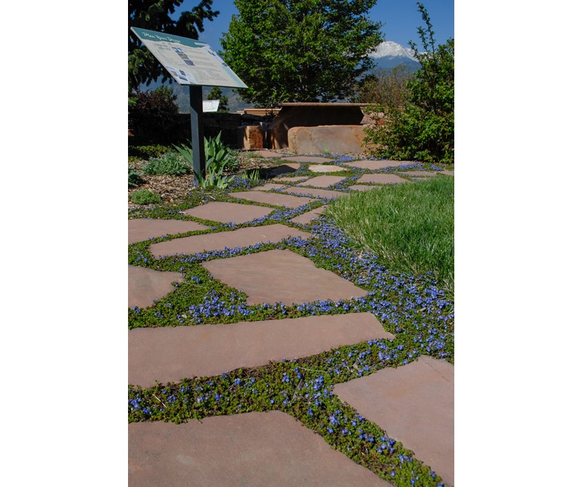 Colorado Springs Utilities Xeriscaping - Crystal River Veronica