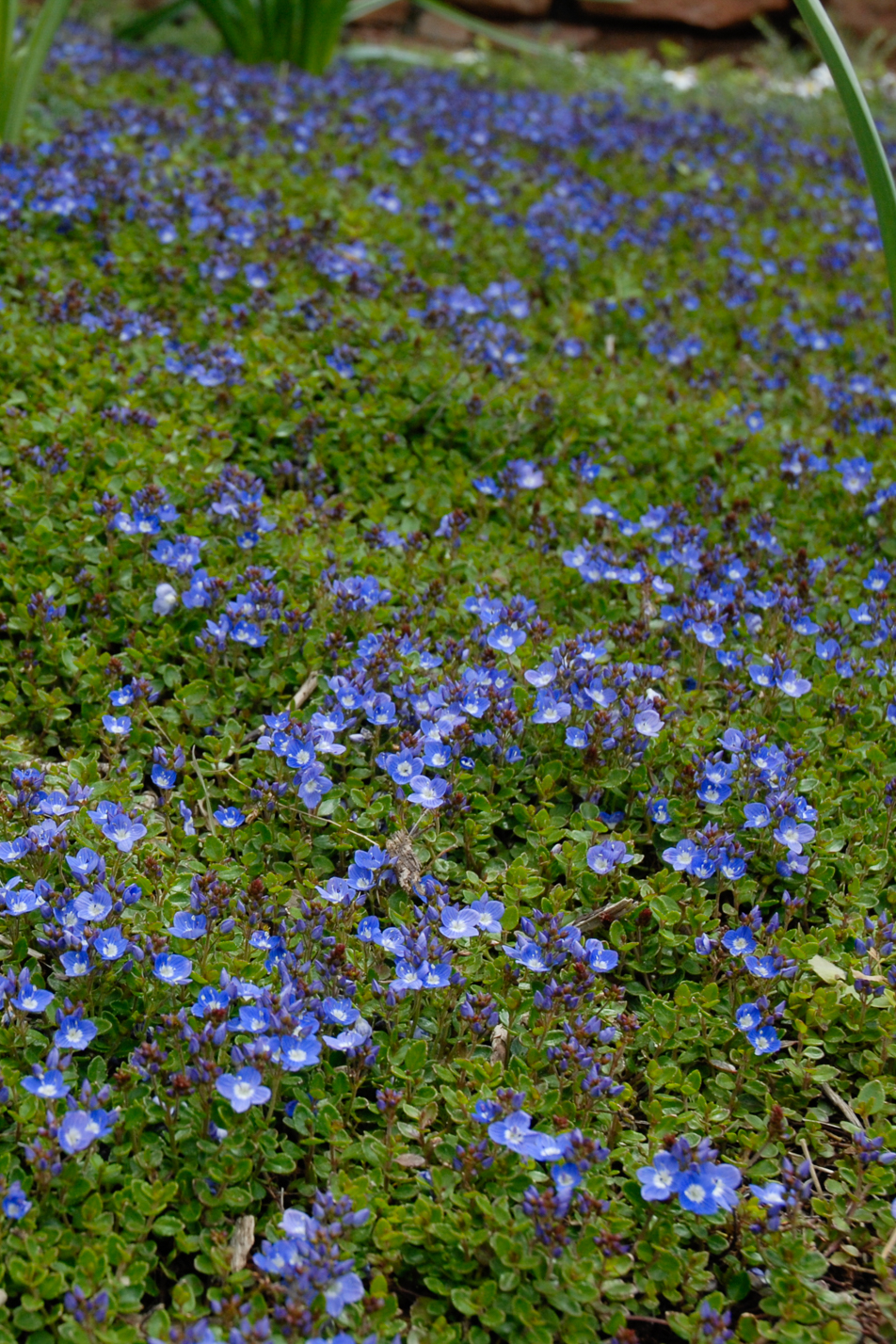 Colorado Springs Utilities Xeriscaping - Crystal River Veronica