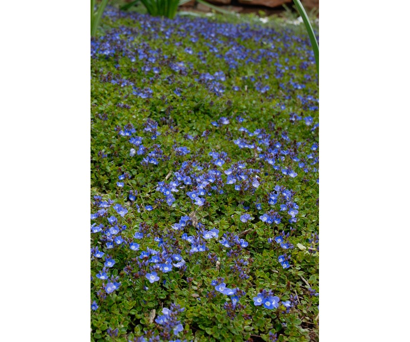 Colorado Springs Utilities Xeriscaping - Crystal River Veronica