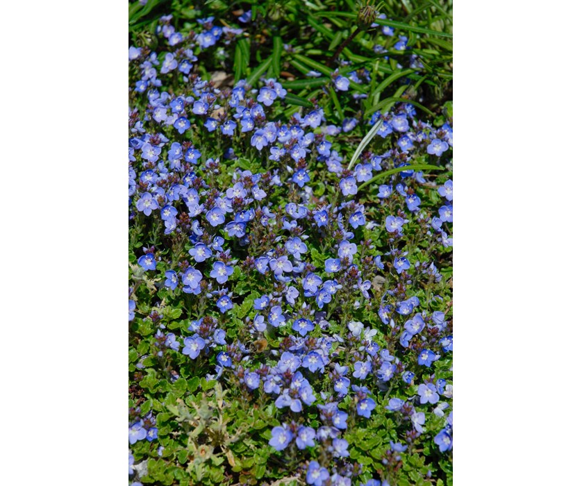 Colorado Springs Utilities Xeriscaping - Crystal River Veronica