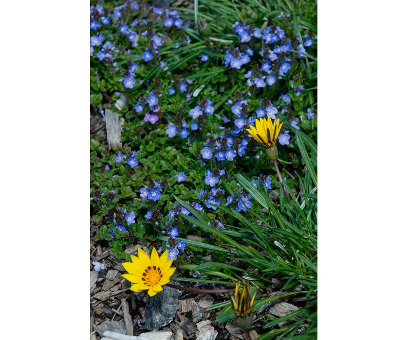 Colorado Springs Utilities Xeriscaping - Crystal River Veronica