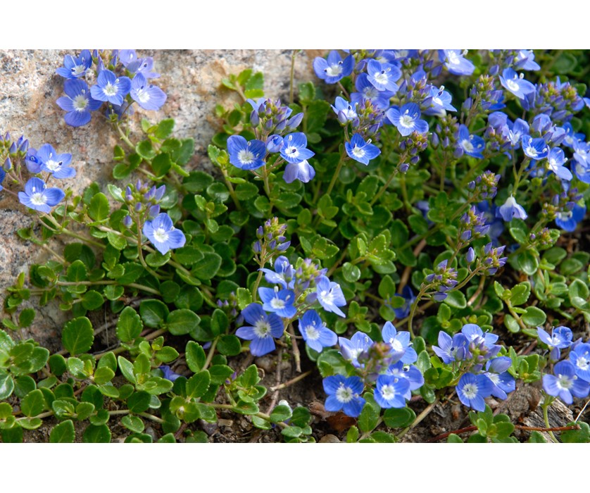 Colorado Springs Utilities Xeriscaping - Turkish Veronica