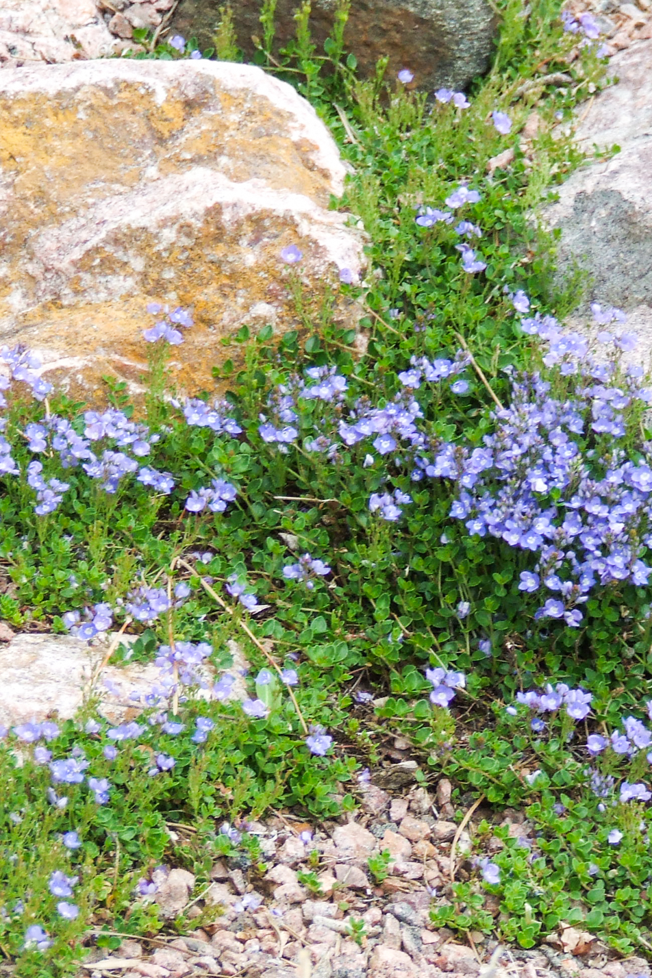Colorado Springs Utilities Xeriscaping - Turkish Veronica