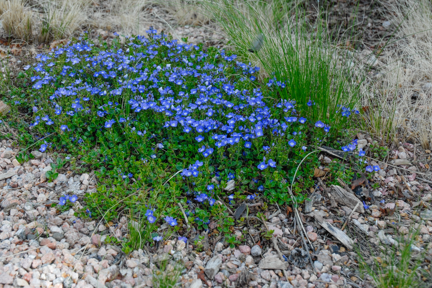 Colorado Springs Utilities Xeriscaping - Turkish Veronica