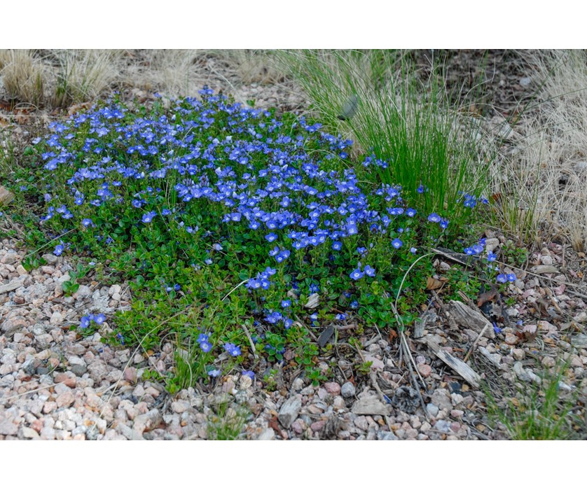 Colorado Springs Utilities Xeriscaping - Turkish Veronica
