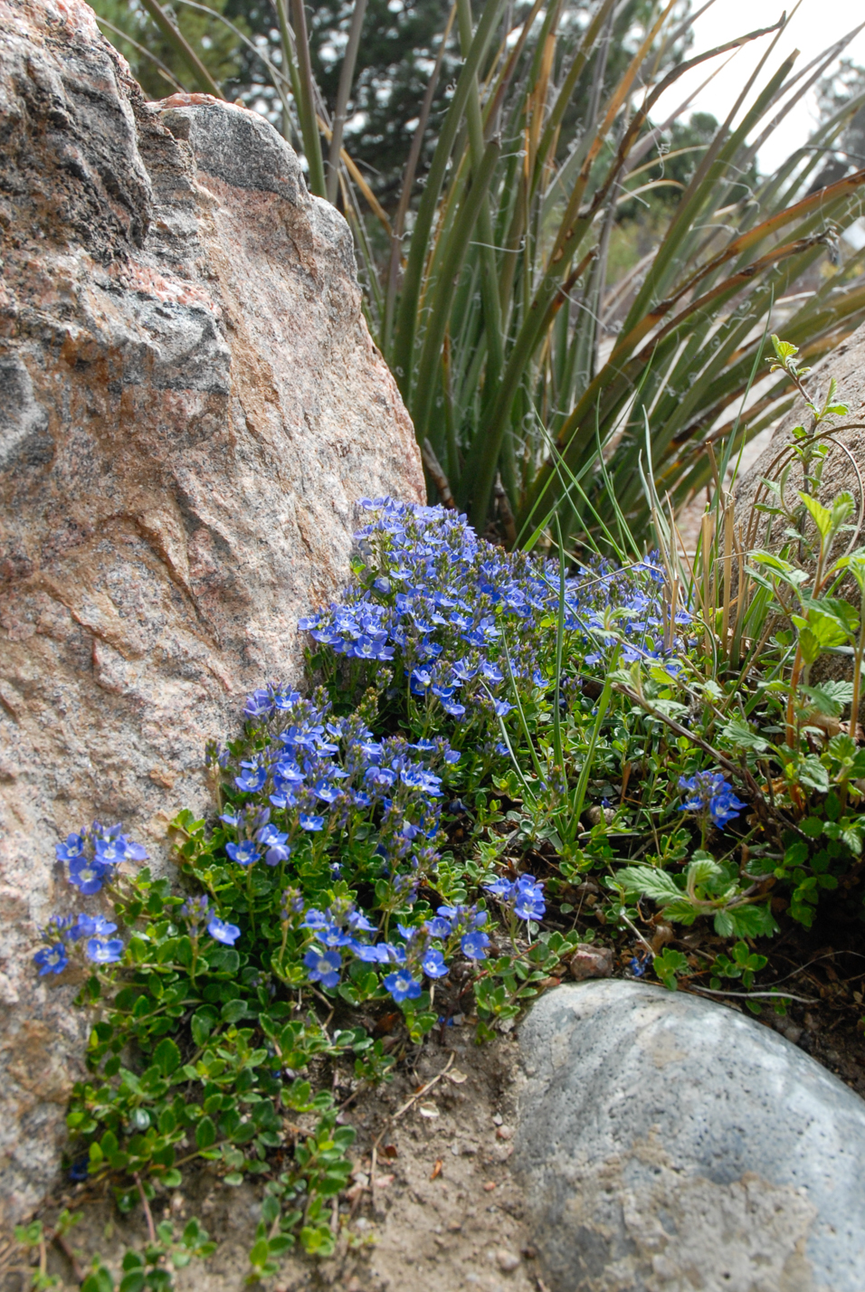 Colorado Springs Utilities Xeriscaping - Turkish Veronica