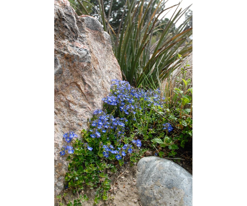 Colorado Springs Utilities Xeriscaping - Turkish Veronica
