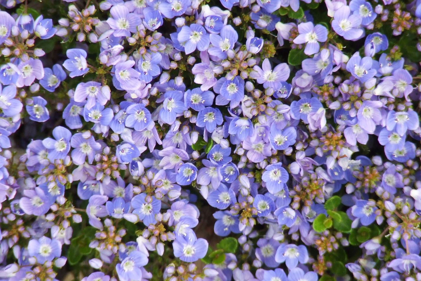 Colorado Springs Utilities Xeriscaping - Turkish Veronica