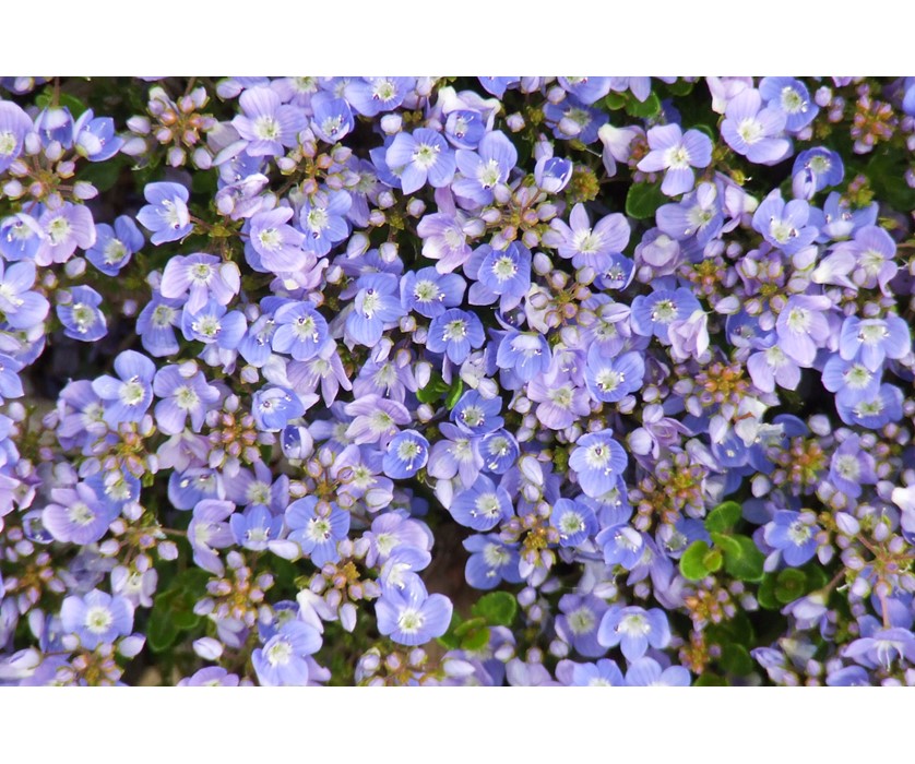 Colorado Springs Utilities Xeriscaping - Turkish Veronica