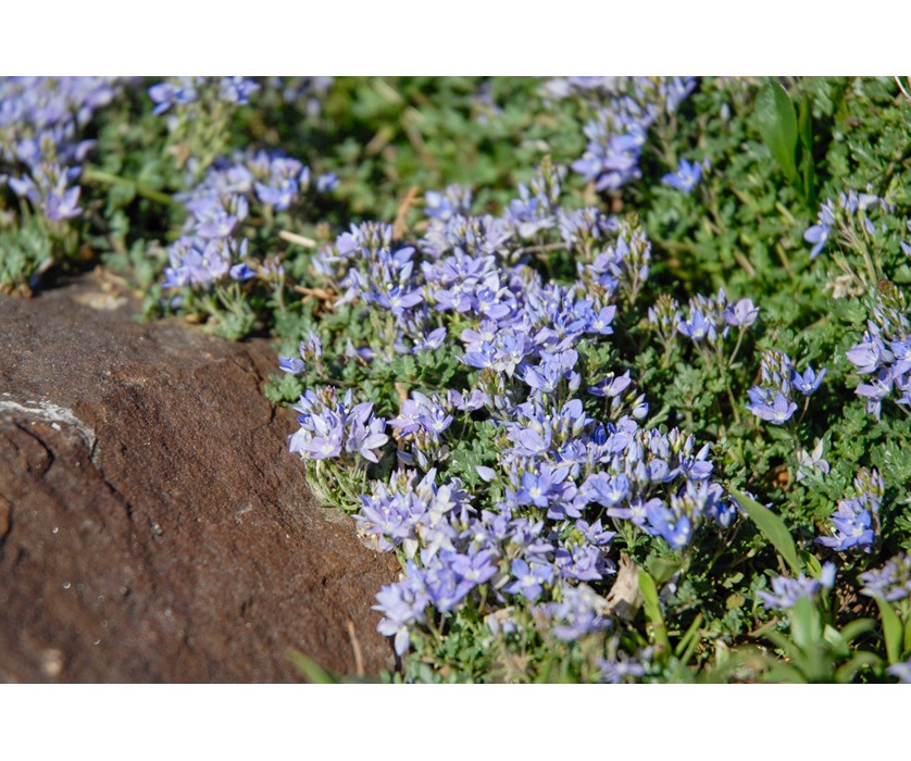 Colorado Springs Utilities Xeriscaping - Thyme-leaf Veronica