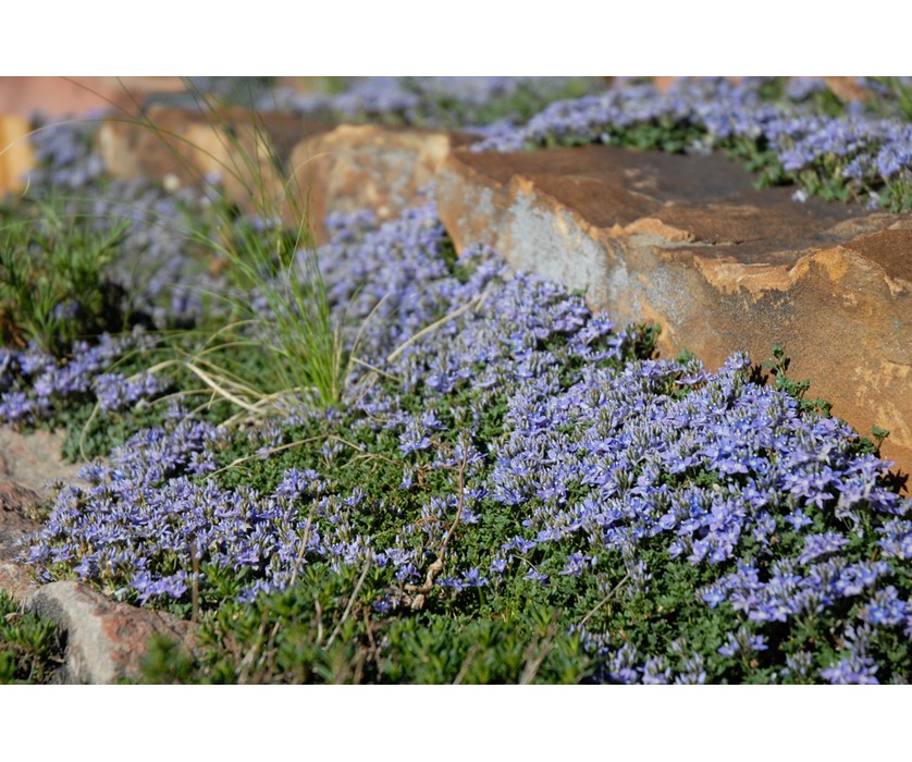 Colorado Springs Utilities Xeriscaping - Thyme-leaf Veronica
