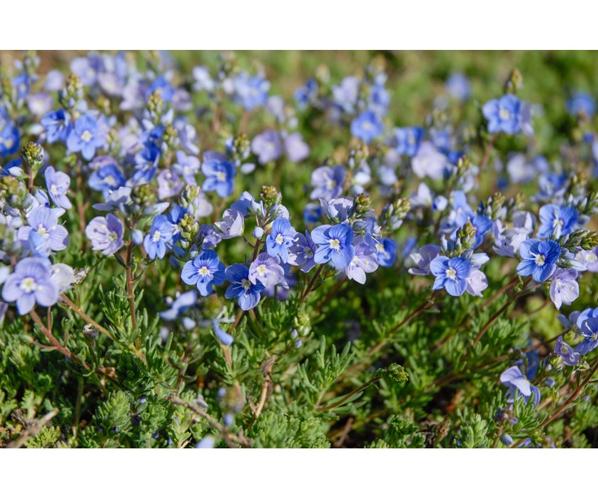Colorado Springs Utilities Xeriscaping - Woolly Veronica