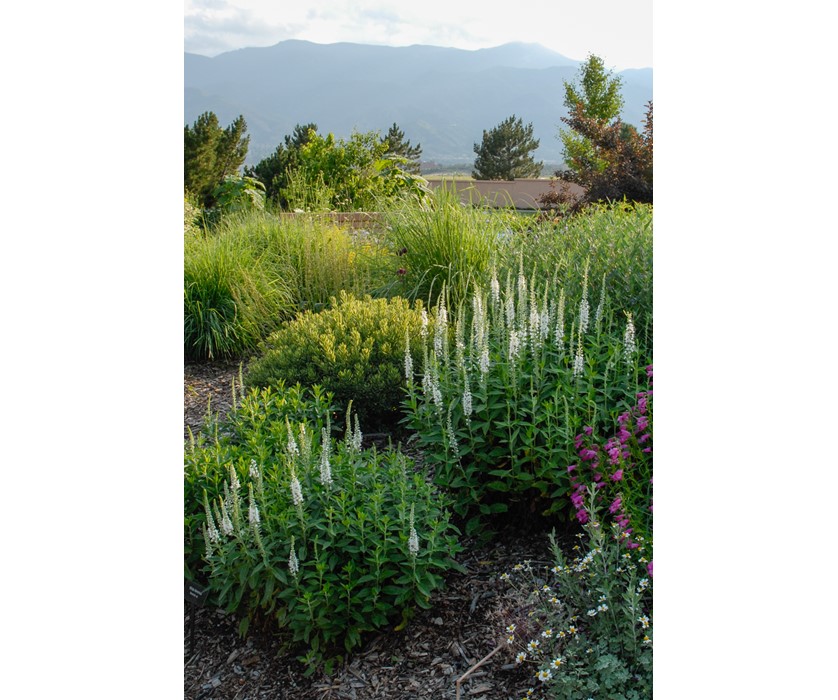 Colorado Springs Utilities Xeriscaping - White Speedwell