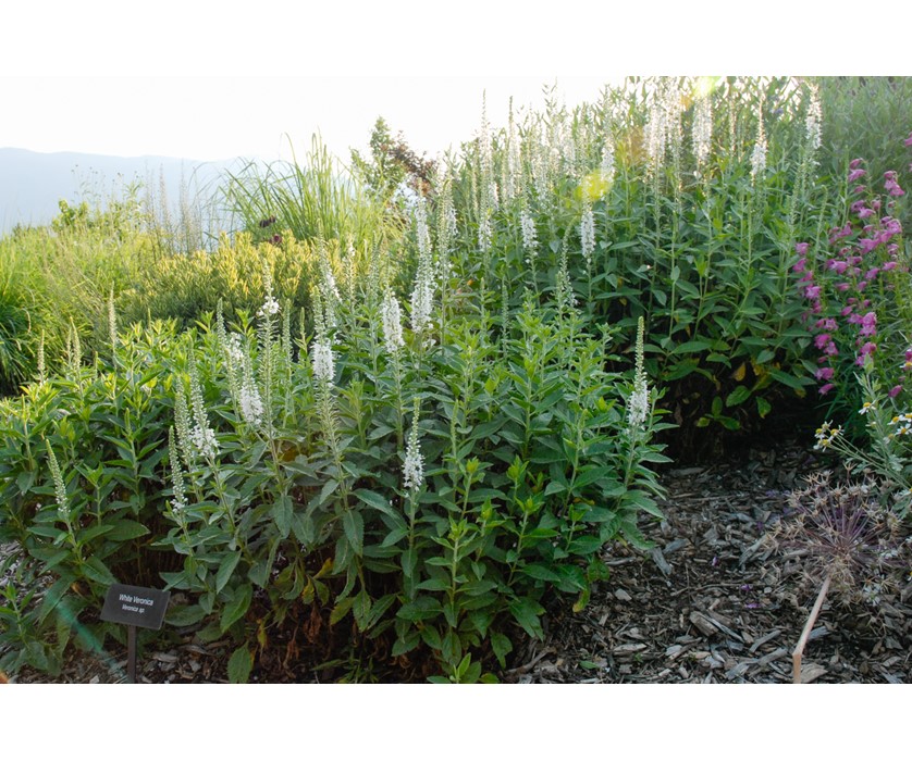 Colorado Springs Utilities Xeriscaping - White Speedwell