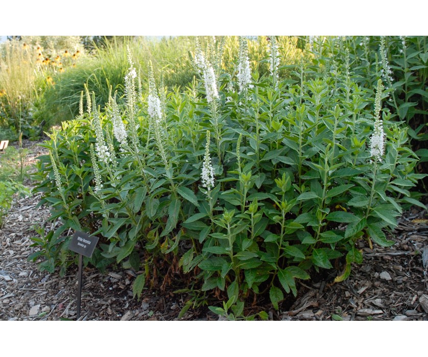Colorado Springs Utilities Xeriscaping - White Speedwell