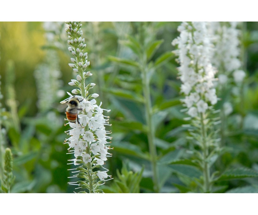 Colorado Springs Utilities Xeriscaping - White Speedwell