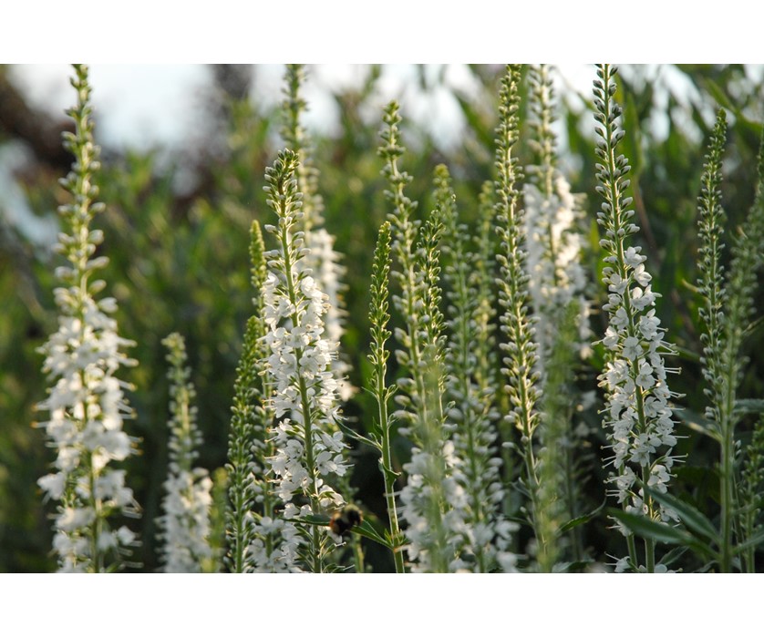 Colorado Springs Utilities Xeriscaping - White Speedwell
